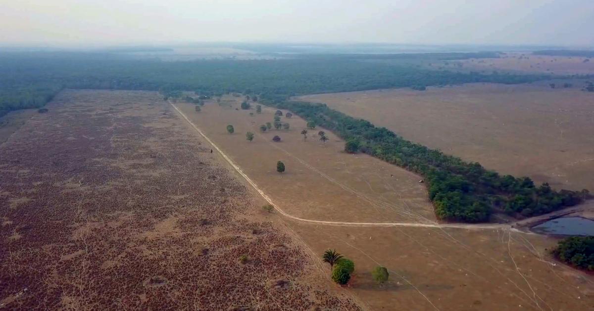 ISA planta florestas no Mato Grosso para combater mudanças climáticas ...